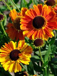 Helenium 'Mardi Gras' | Claire Austin