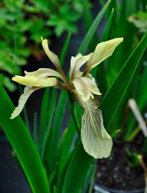 Iris foetidissima | Claire Austin