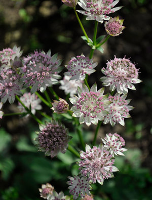 Astrantia 'Buckland' | Claire Austin