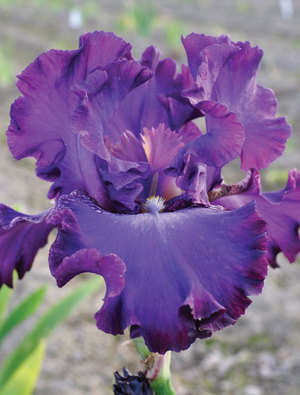 Irises | Claire Austin
