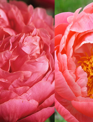 Claire Austin | Perennials, Irises, and Peonies