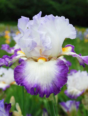 Irises | Claire Austin