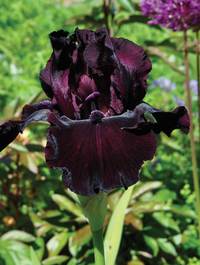 Iris 'Rio Rojo' | Claire Austin