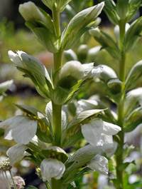 Acanthus mollis 'Rue Ledan' | Claire Austin