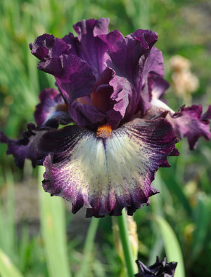Irises | Claire Austin