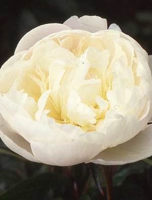 Peonies | Claire Austin