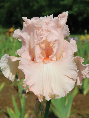 Irises | Claire Austin