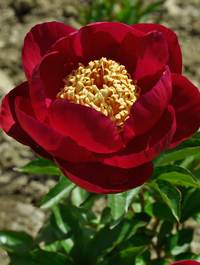 Peony 'Solange' | Claire Austin