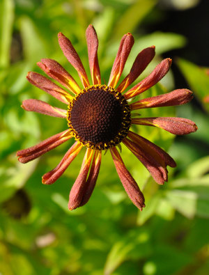Helenium 'Loysder Wieck' | Claire Austin
