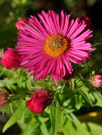 Aster novae-angliae 'Andenken An Alma Potschke' | Claire Austin