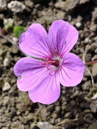 Geranium 'Dilys' | Claire Austin