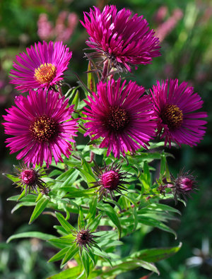 Aster novae-angliae 'September Ruby' | Claire Austin