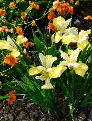 Irises | Claire Austin