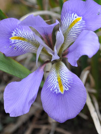 Iris unguicularis | Claire Austin