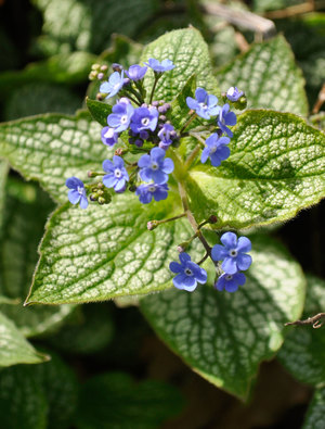 Brunnera macrophylla 'Sea Heart' | Claire Austin