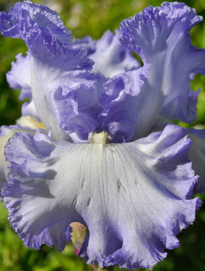 Irises | Claire Austin