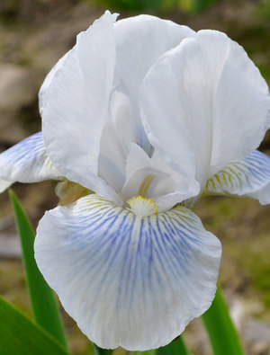 Irises | Claire Austin