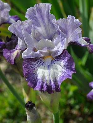 Irises | Claire Austin