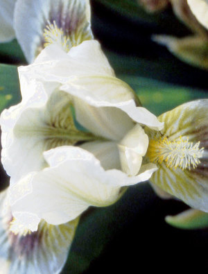 Irises | Claire Austin