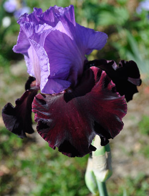 Irises | Claire Austin