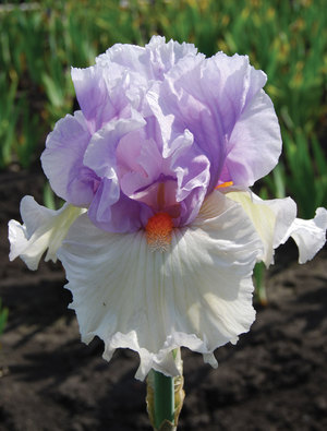 Irises | Claire Austin