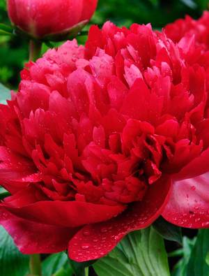 Peonies | Claire Austin