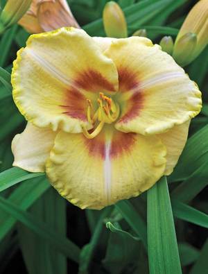 Hemerocallis 'Custard Candy' | Claire Austin