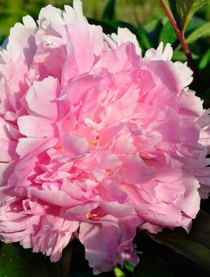 Peonies | Claire Austin