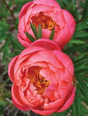 Peony 'Coral Charm' | Claire Austin