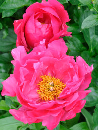 Peony 'Solange' | Claire Austin