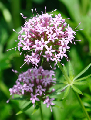 Phuopsis stylosa | Claire Austin