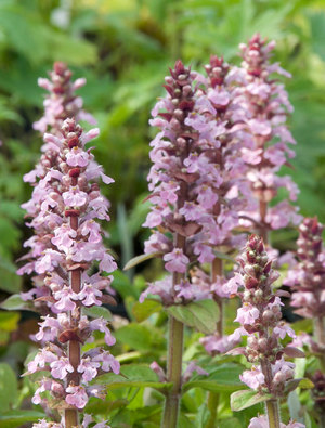 Ajuga reptans 'Rosea' | Claire Austin