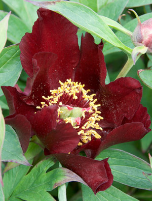 Peony 'Dark Eyes' | Claire Austin