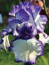 Iris x robusta 'Gerald Darby' | Claire Austin