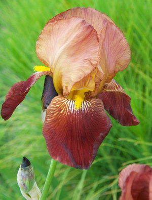 Irises | Claire Austin