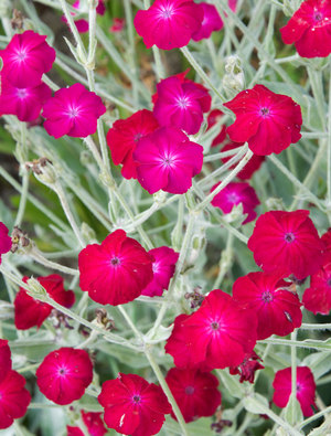 Lychnis coronaria | Claire Austin