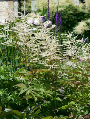 Aruncus 'Horatio' | Claire Austin