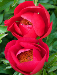 Peony 'Sea Shell' | Claire Austin