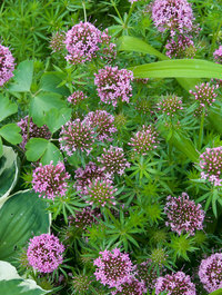 Phuopsis stylosa | Claire Austin