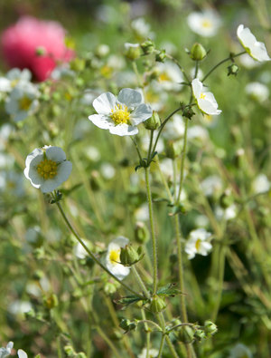 Potentilla rupestris | Claire Austin