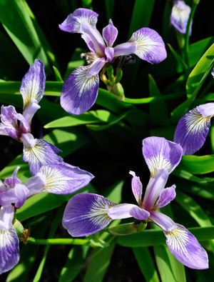 Irises | Claire Austin