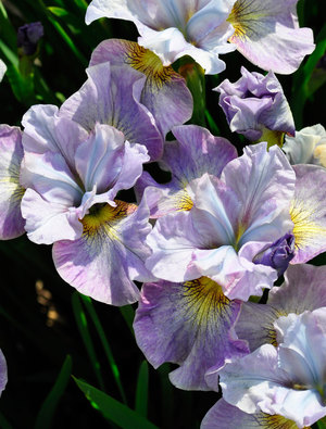 Irises | Claire Austin