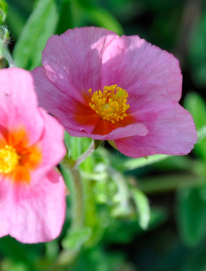 Helianthemum 'Lawrenson's Pink' | Claire Austin