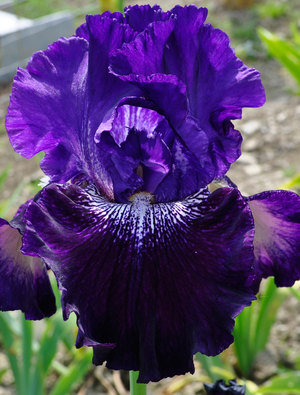 Irises | Claire Austin
