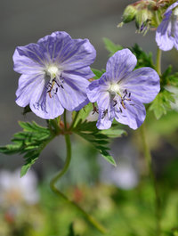 Geranium pratense 'Mrs Kendall Clark' | Claire Austin