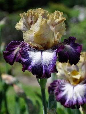 Irises | Claire Austin