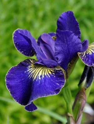 Irises | Claire Austin