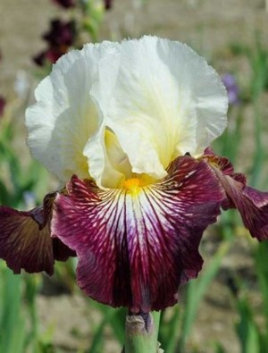 Irises | Claire Austin