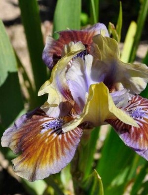 Irises | Claire Austin