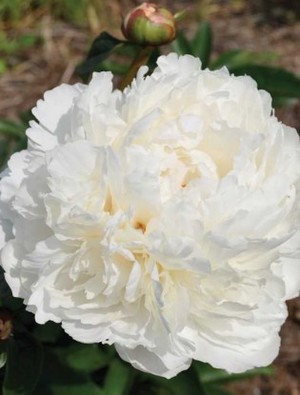 Peony 'Bowl Of Cream' | Claire Austin